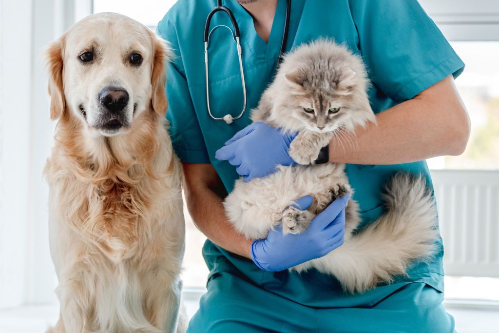 Vet Work Experience: Get Your First Practical Dental Skills
