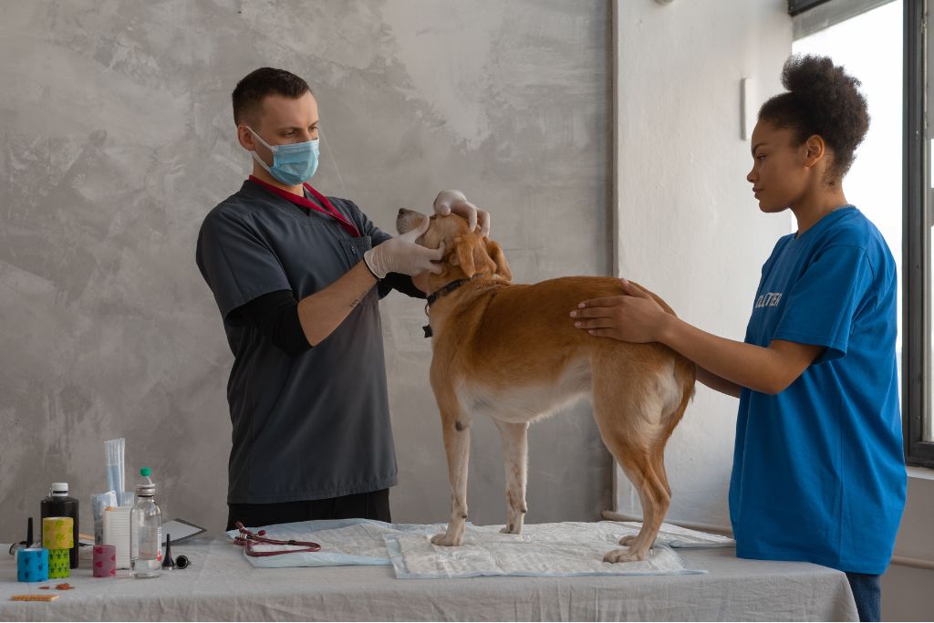 Vet Work Experience: Get Your First Practical Dental Skills