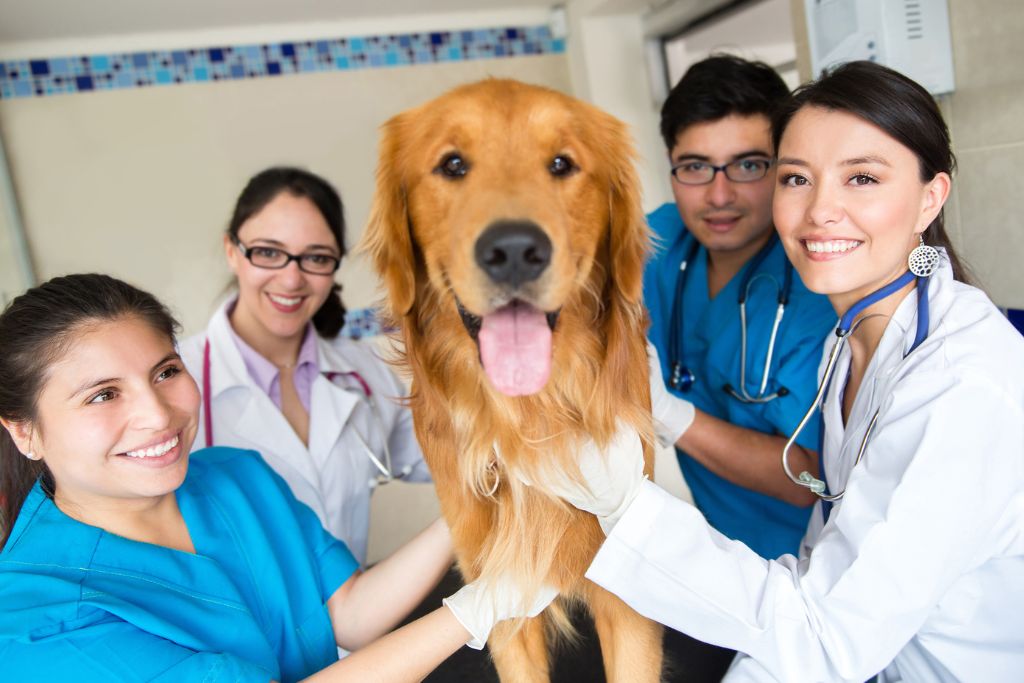Vet Work Experience: Get Your First Practical Dental Skills