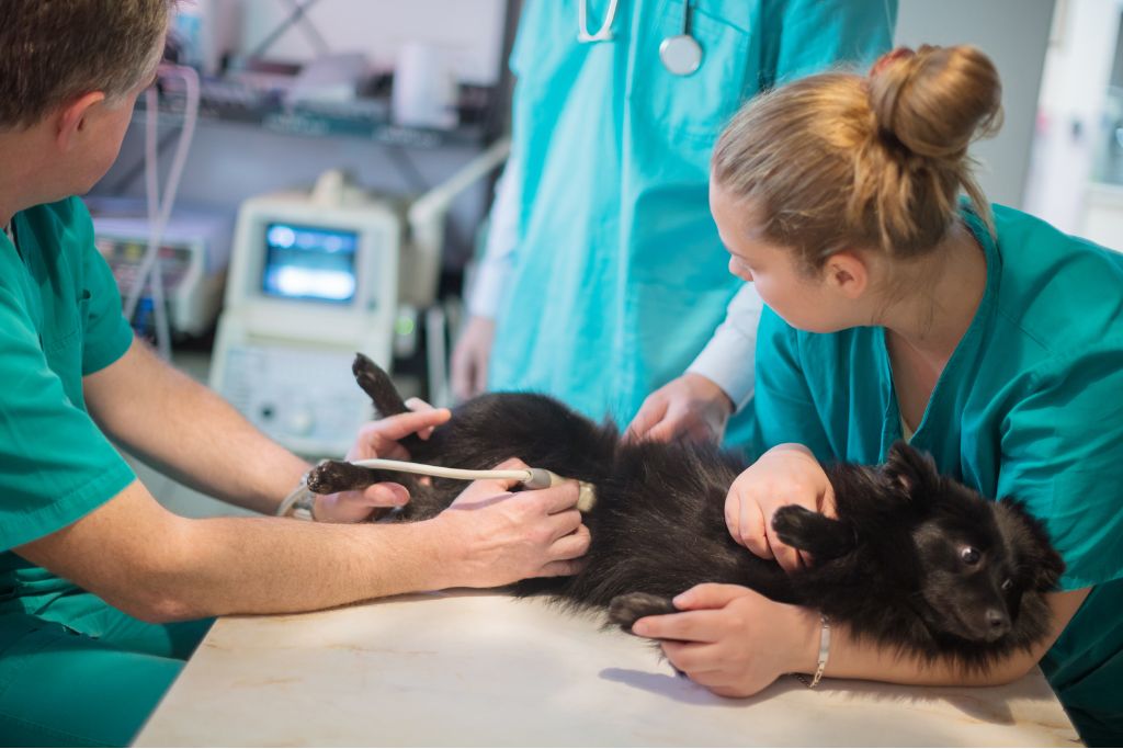 Vet Work Experience: Get Your First Practical Dental Skills